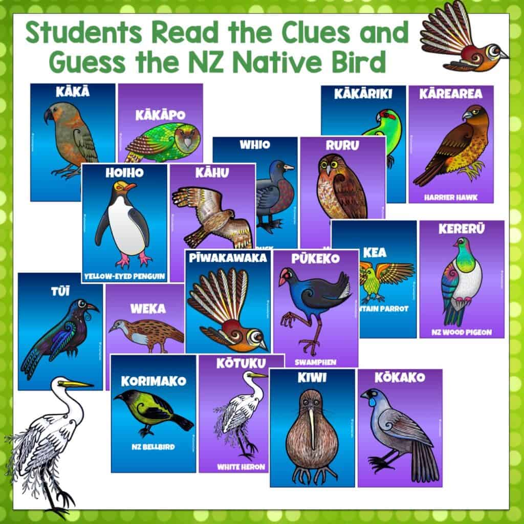 New Zealand Native Birds Guess the Bird Cards - Top Teaching Tasks