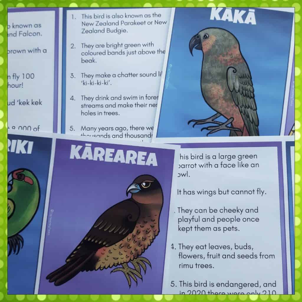 New Zealand Native Birds Guess the Bird Cards - Top Teaching Tasks